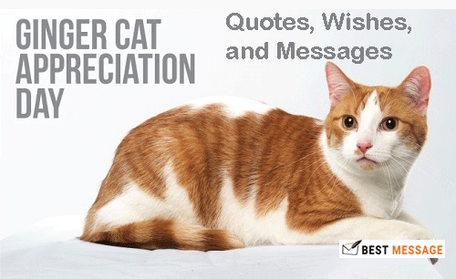 Ginger cat appreciation day Quotes 2023 Wishes, and Messages | Bd ...